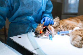 Veterinary Dental Scalers – Veterinary Dental Supplies
