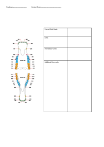 Equine Dental Chart Download – Veterinary Dental Supplies